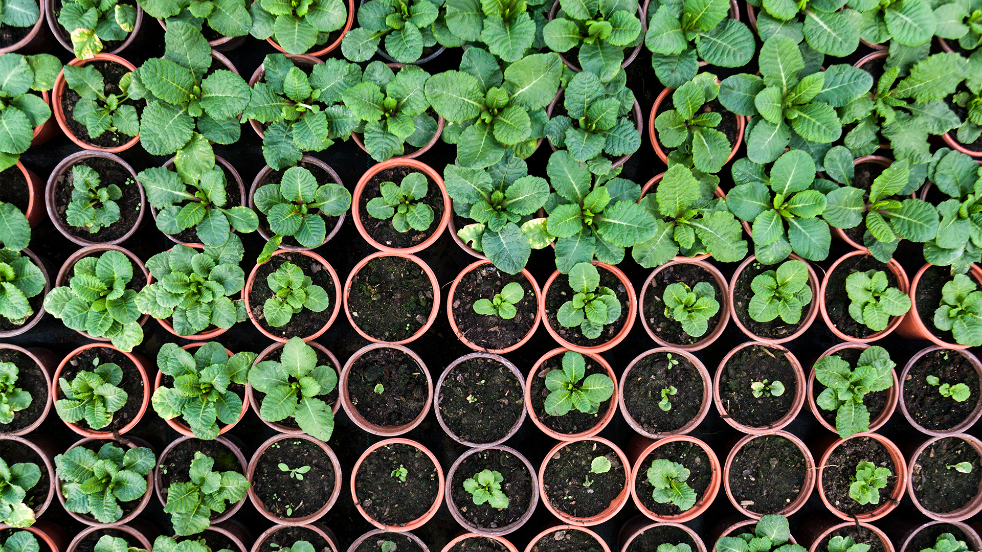 OUR THINKING | Comgest